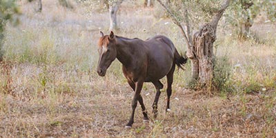 Hazard Information - Department of Fire and Emergency Services