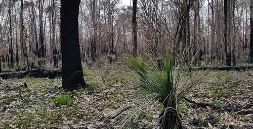 Bushfire prone areas - Department of Fire and Emergency Services